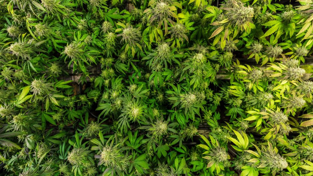 What is CBC in Edibles ? - Options Cannabis