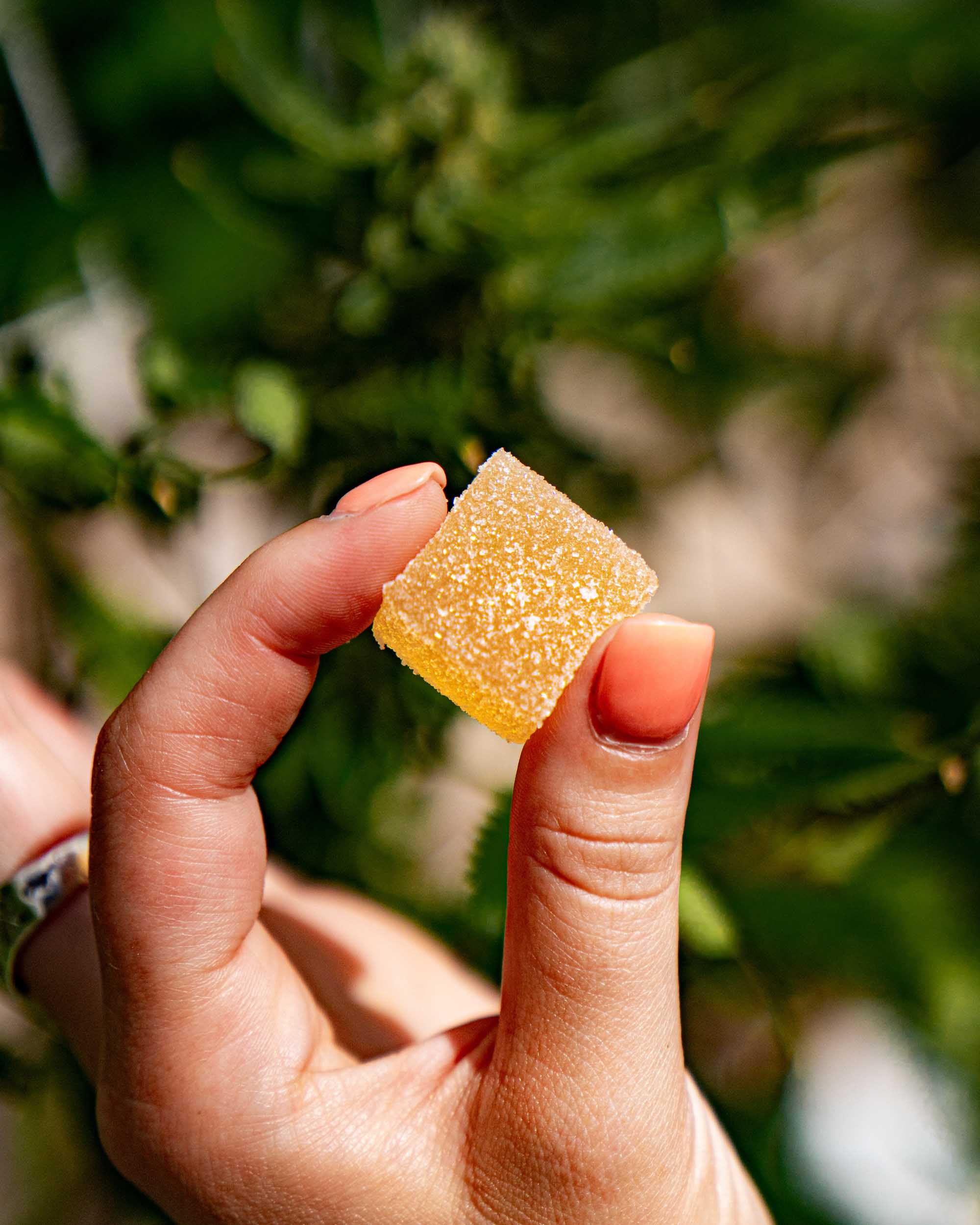 THC Edibles | Options Cannabis Co