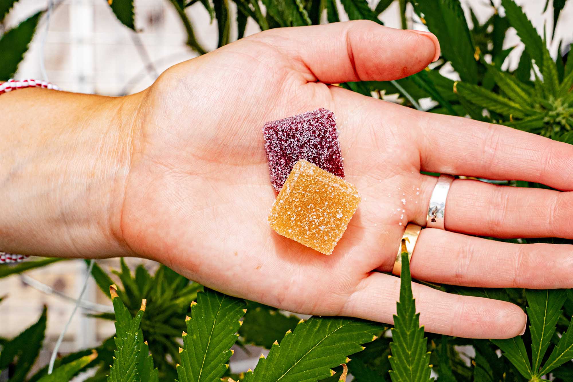 Are THC Edibles Bad for Your Liver? A Comprehensive Guide to the Health ...